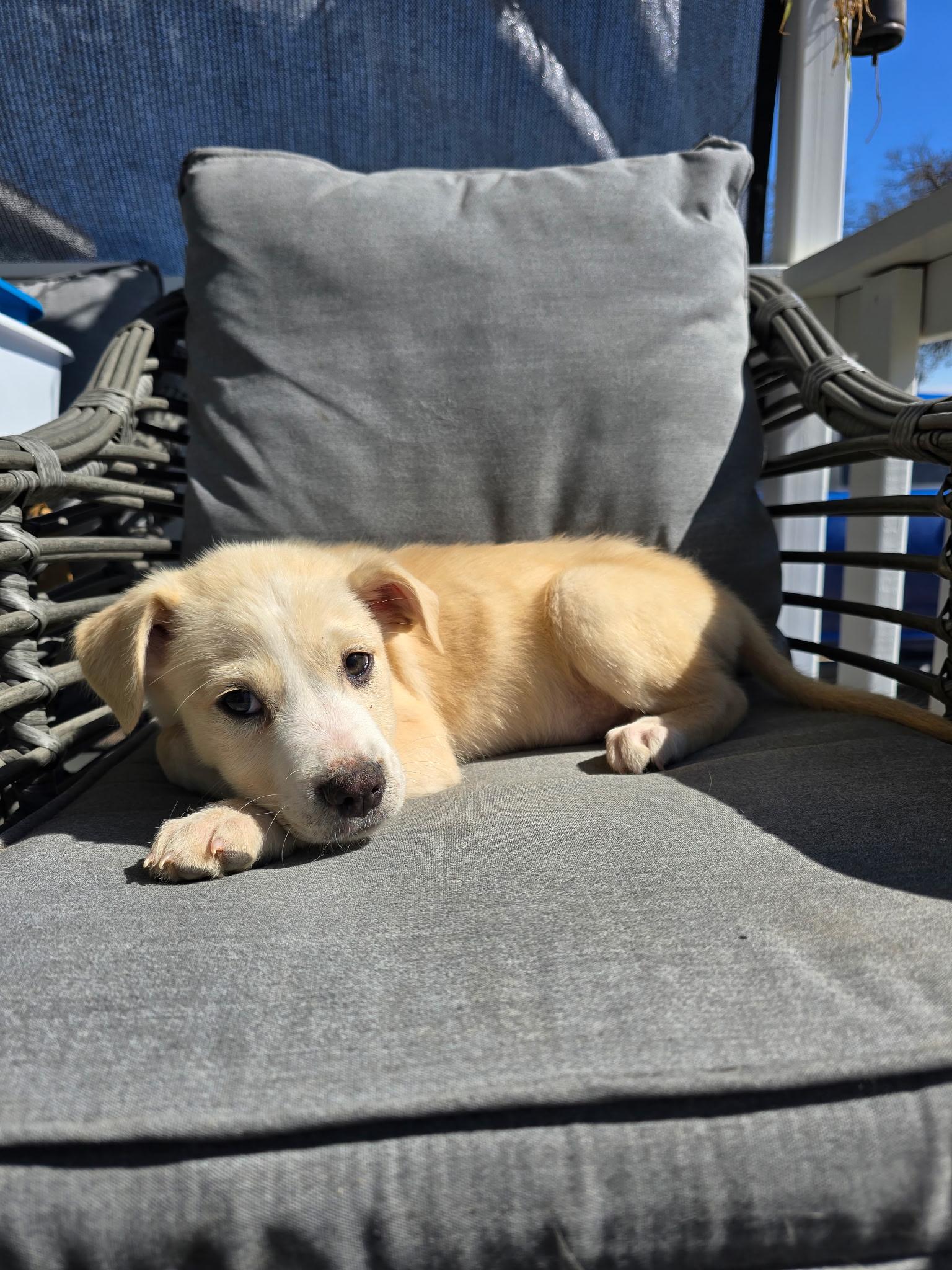 Dog for adoption - Mrs.Precious, a Black Labrador Retriever & Border ...