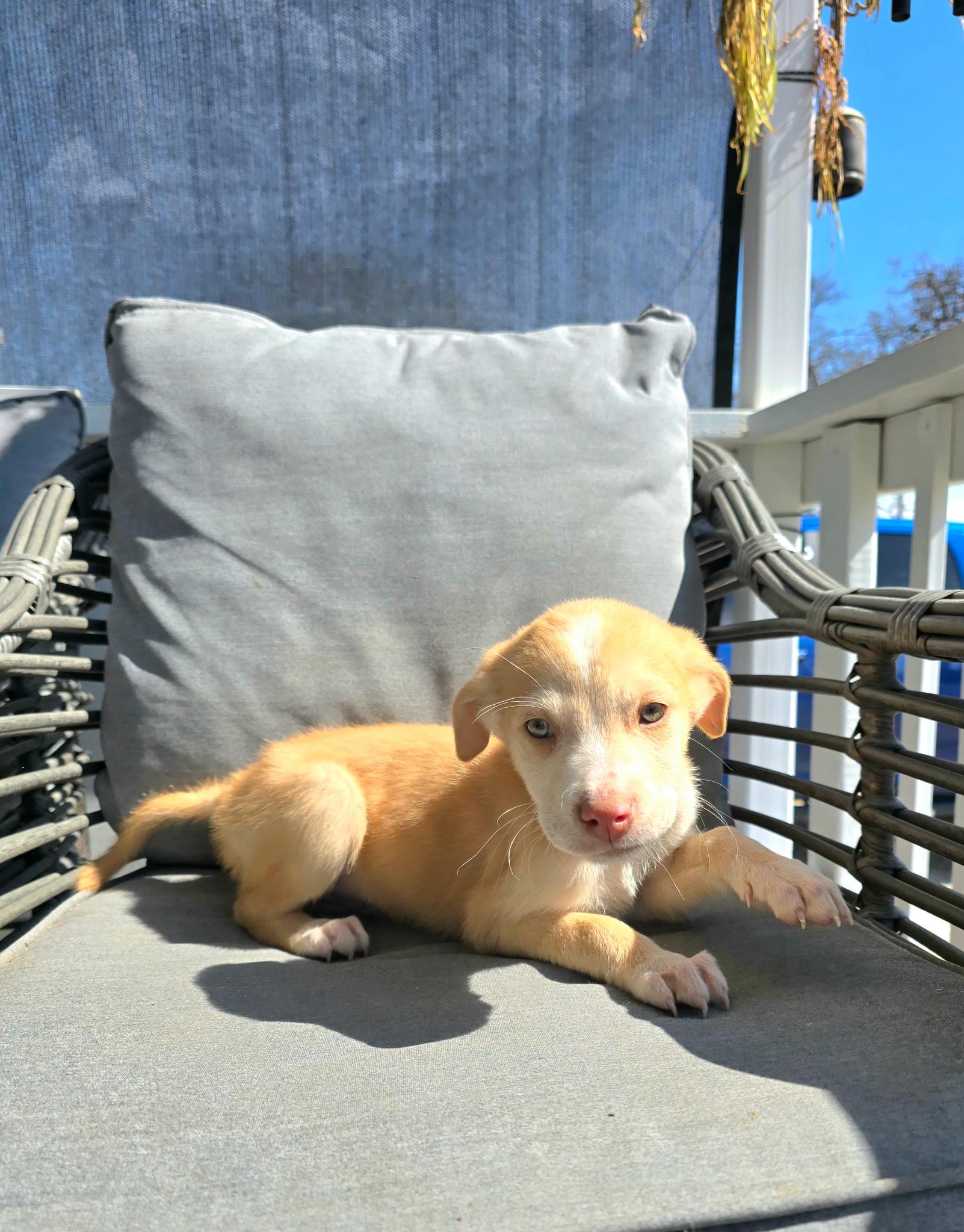 Dog for adoption - Mrs.Precious, a Black Labrador Retriever & Border ...