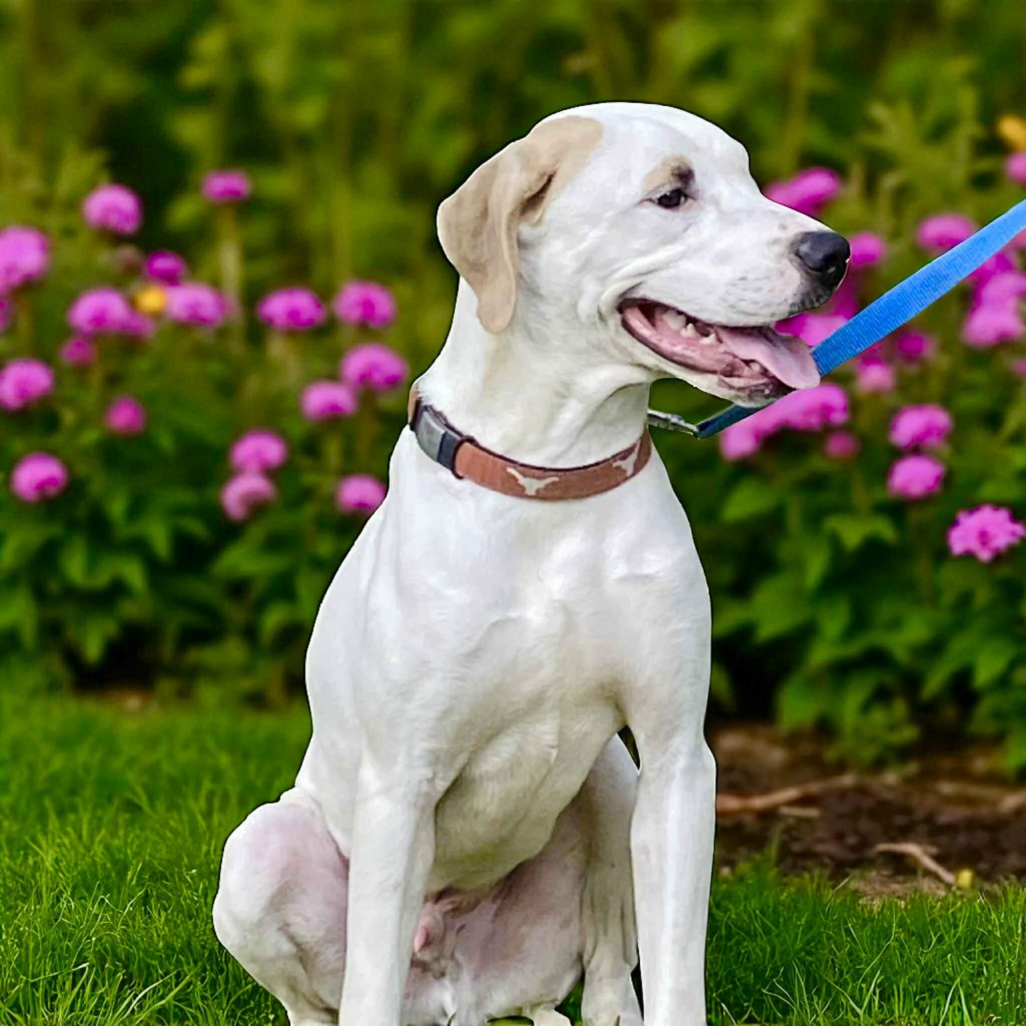 Dog for adoption - Hunter, a Labrador Retriever & Pointer Mix in Erie, PA | Petfinder