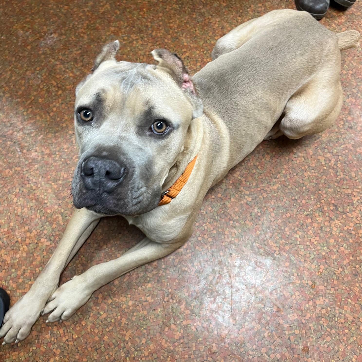 Dog for adoption - Brutus, a Cane Corso in Euclid, OH | Petfinder