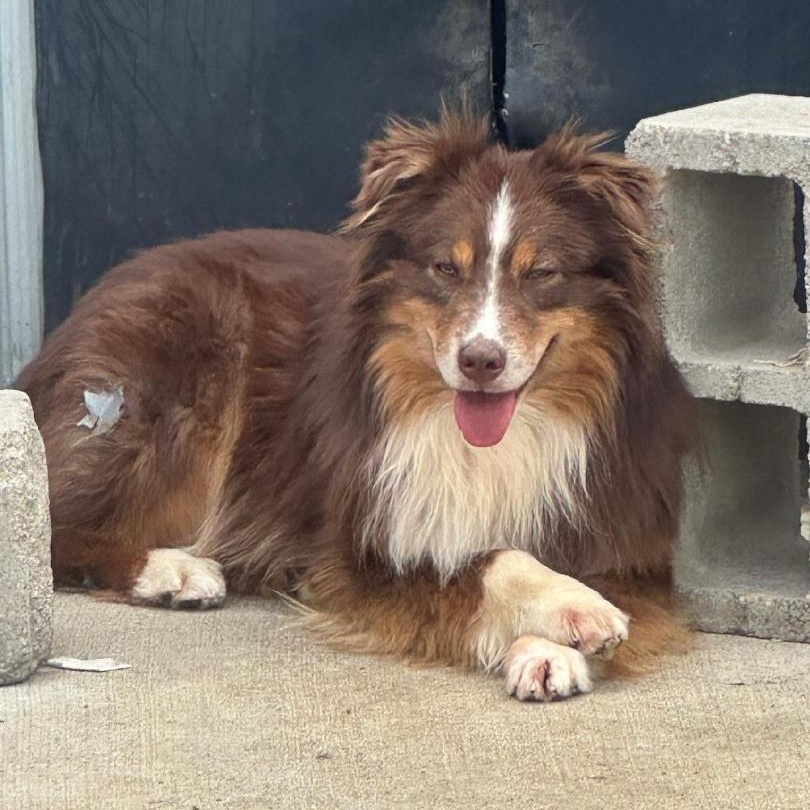 Dog for adoption - Quarry - Beautiful Aussie - Foster Needed by August ...