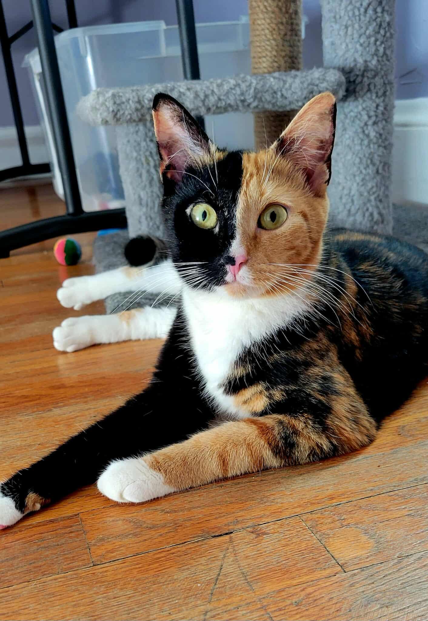 Cat for adoption - Jasmine, a Domestic Short Hair in Roslindale, MA ...