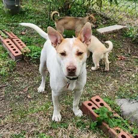 Dog for adoption - Miracle, a Portuguese Podengo & Terrier Mix in ...