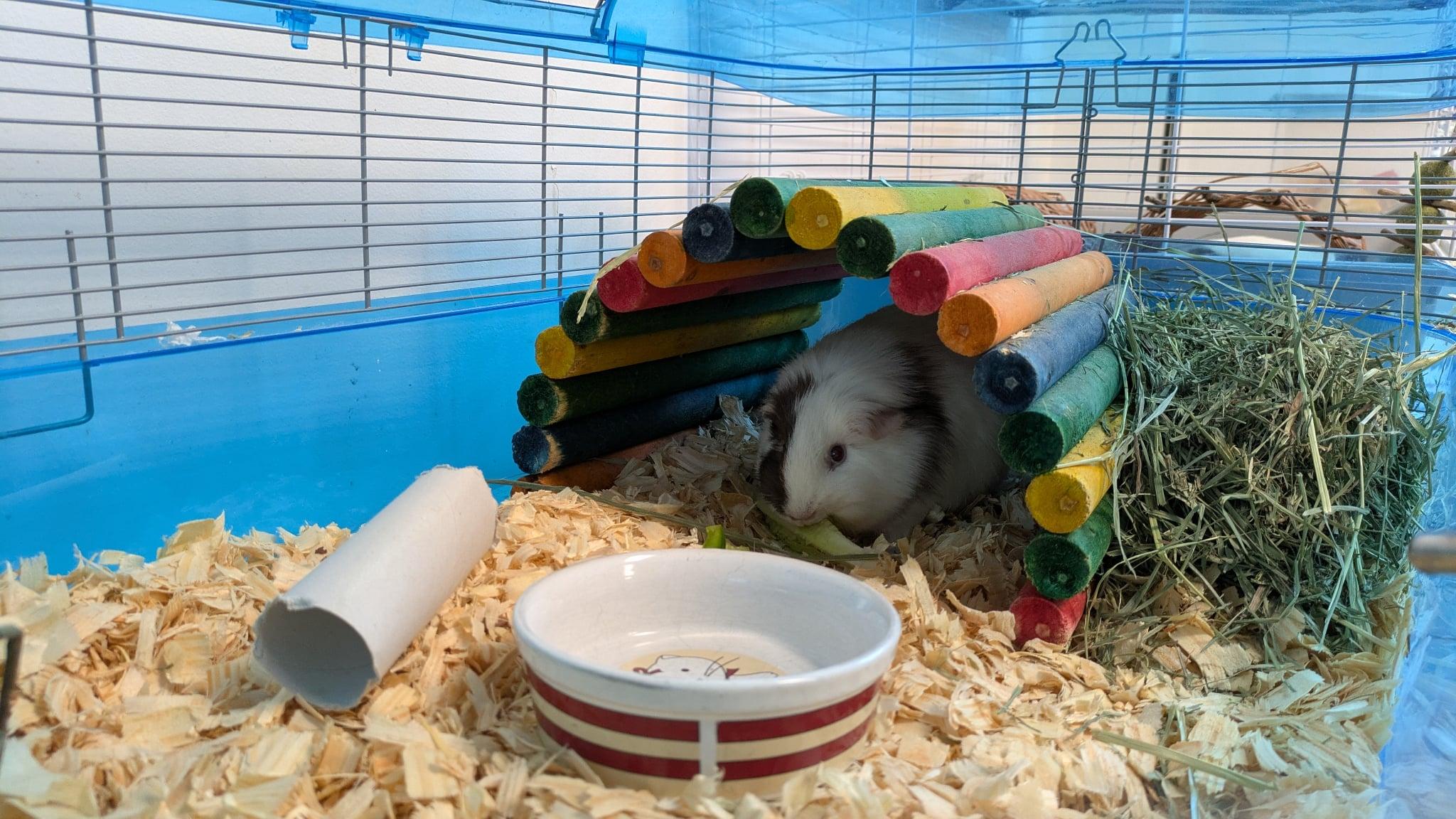 Ciabatta - Adoptable Pet | Petfinder | Petfinder