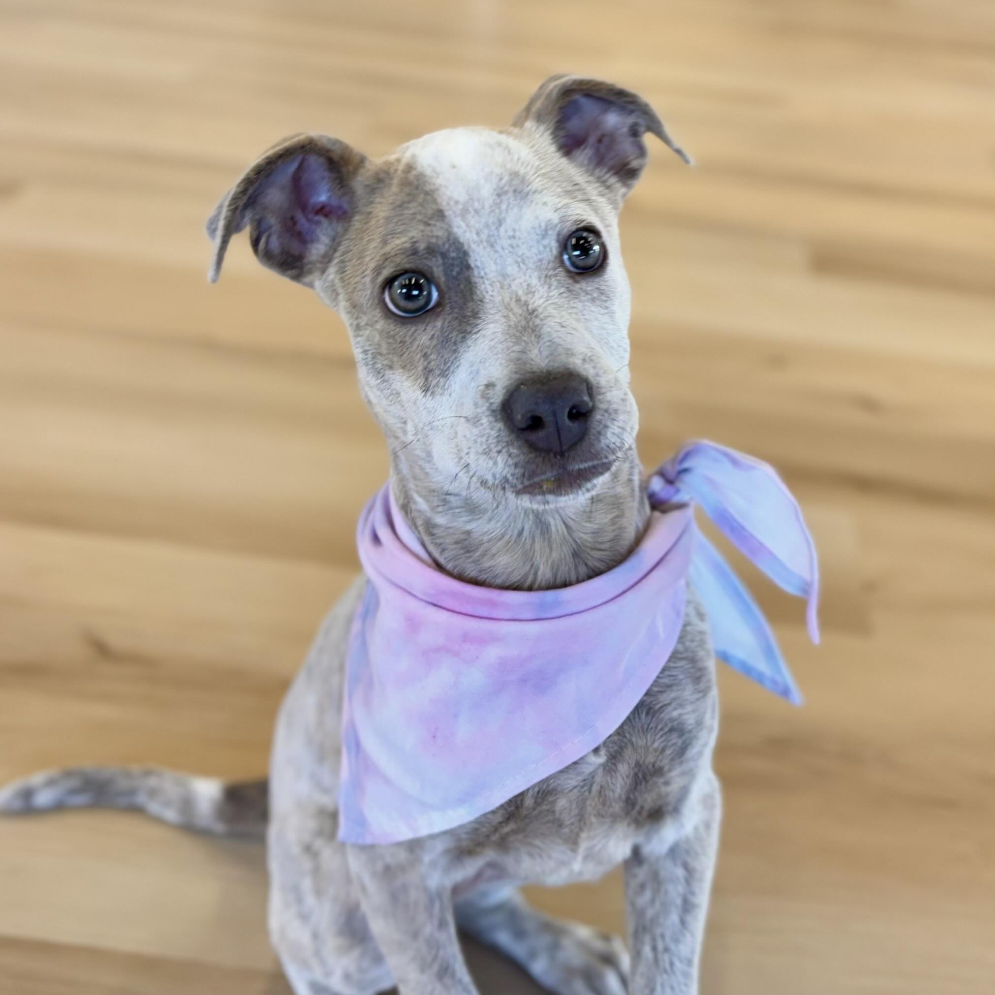 Sally - Adoptable Pet | Petfinder | Petfinder