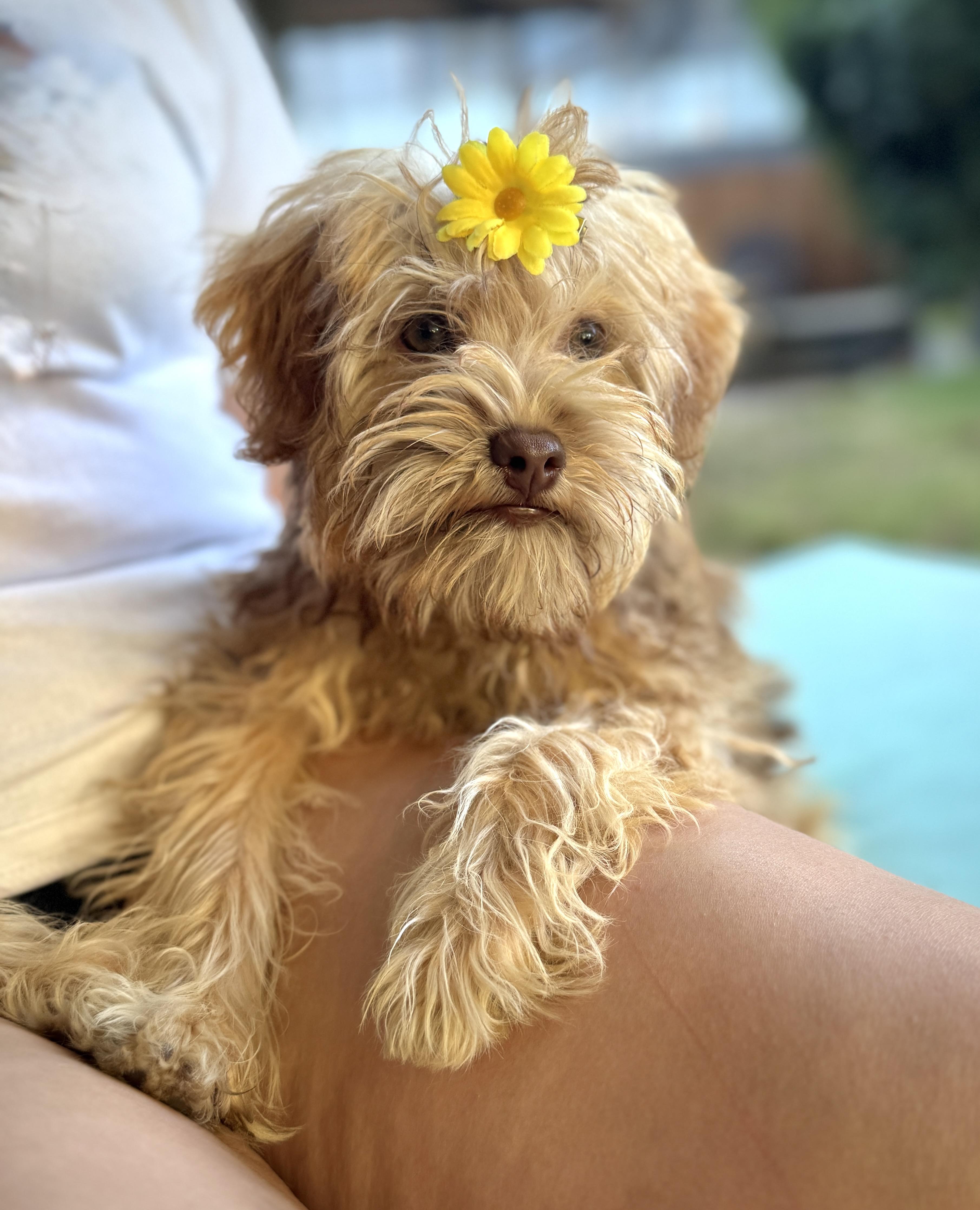 Dog for adoption - Bonita, a Yorkie Poo in Torrance, CA | Petfinder