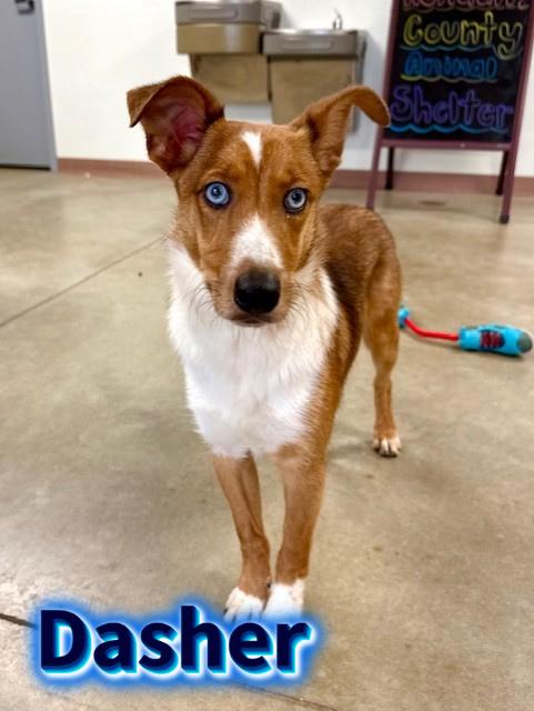 Dasher - Adoptable Pet | Petfinder | Petfinder