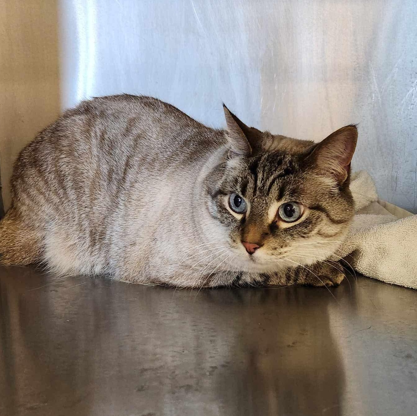 Cat for adoption - Mystery **front declawed**, a Siamese Mix in Elyria ...