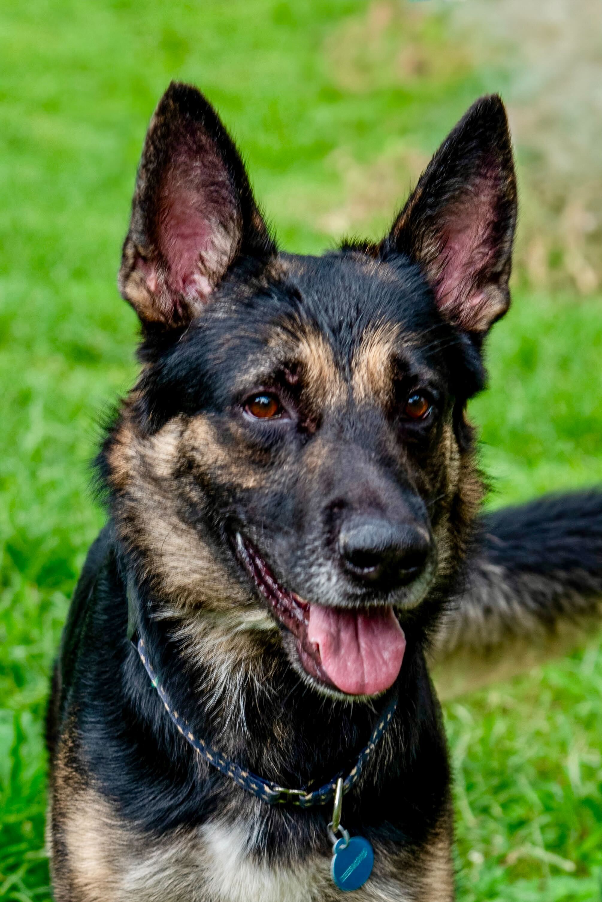 Dog for adoption - Desmond, a German Shepherd Dog in Ashland, VA ...