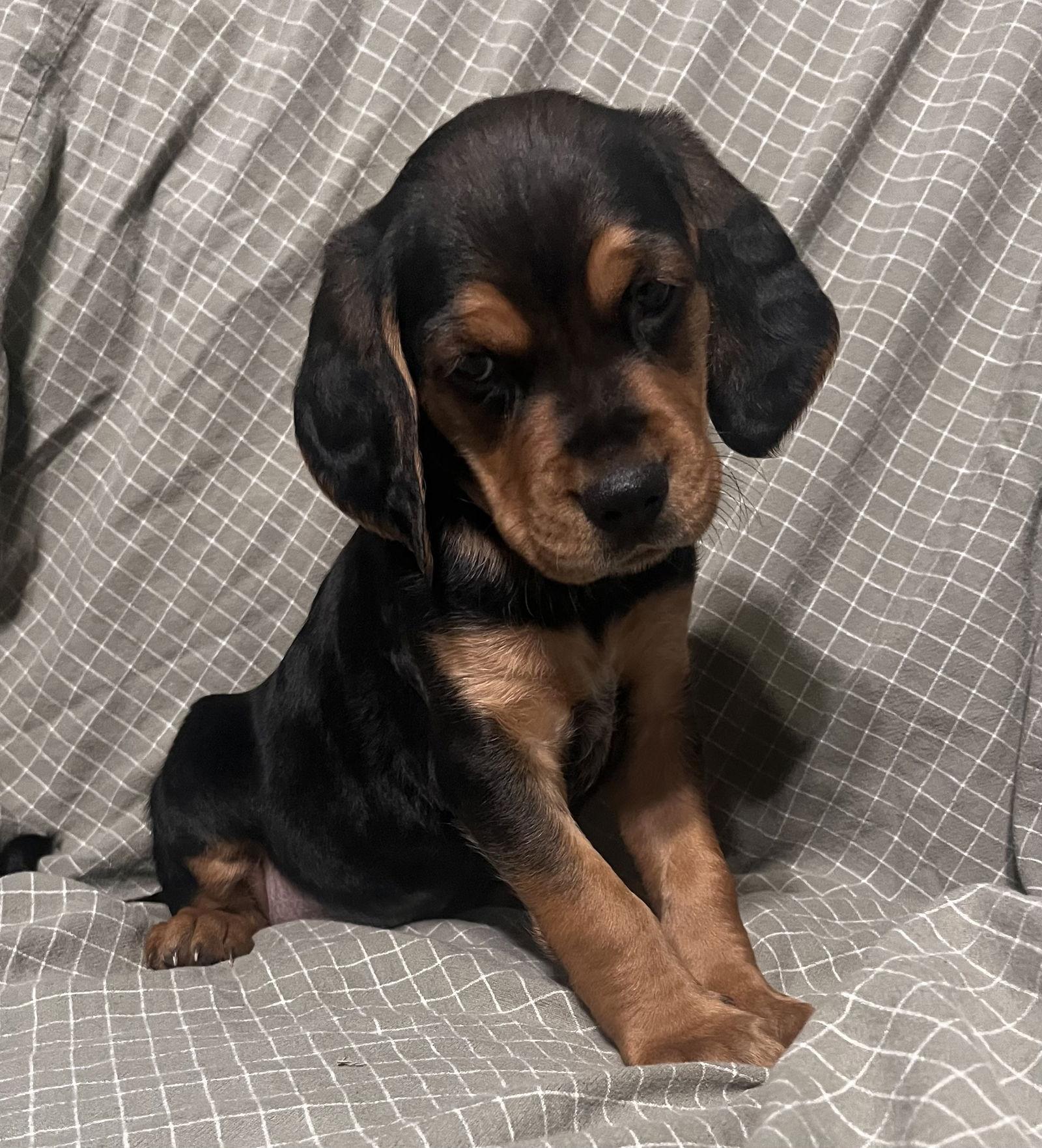 Dog for adoption - Cashew, a Beagle & English Springer Spaniel Mix in ...