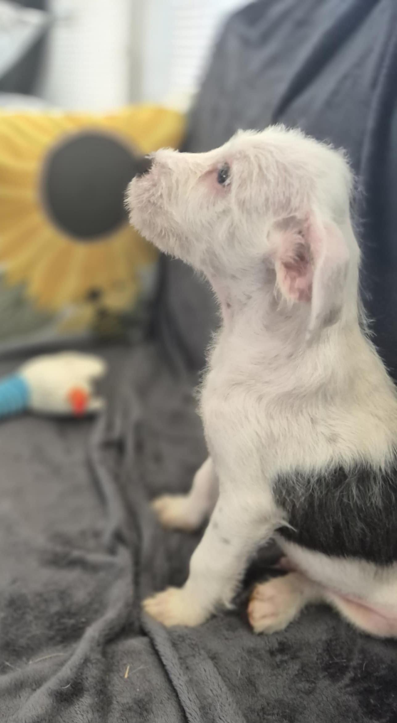 Dog for adoption - Ian, a Sheep Dog Mix in Sanger, TX | Petfinder