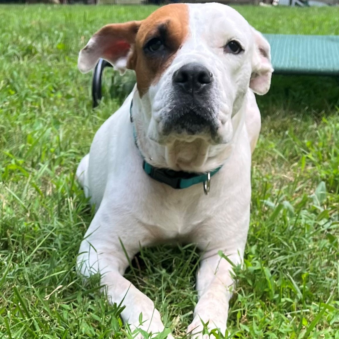 Dog for adoption - Bella, a Boxer in Gaithersburg, MD | Petfinder