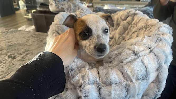 Dog for adoption - Hoxie, an Australian Cattle Dog / Blue Heeler Mix in ...