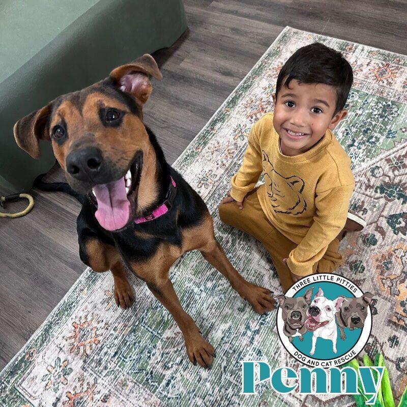 Dog for adoption - Penny Piper, a Rottweiler & German Shepherd Dog Mix ...