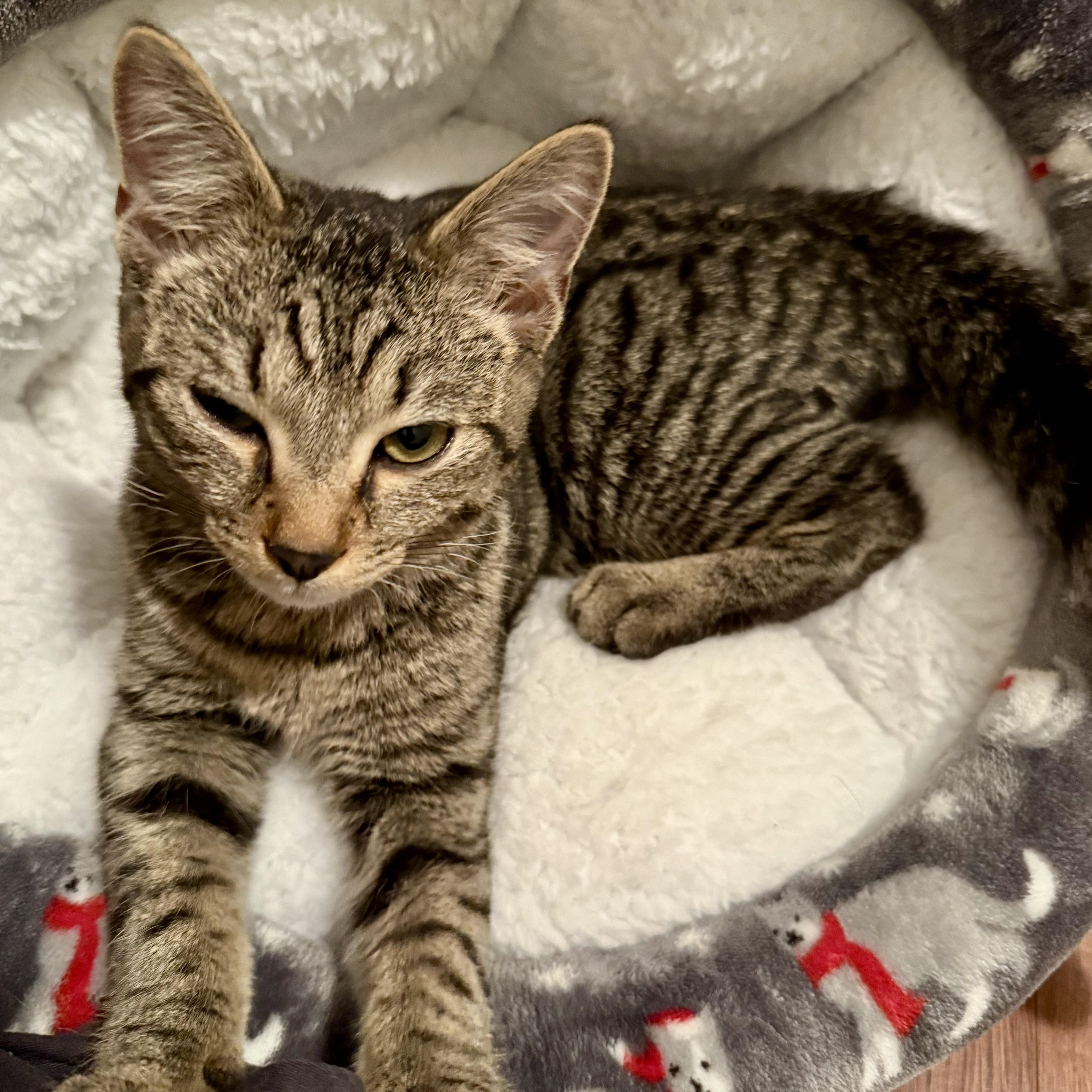 Adopt Snowplow in Richmond | Domestic Short Hair cat | Buddy