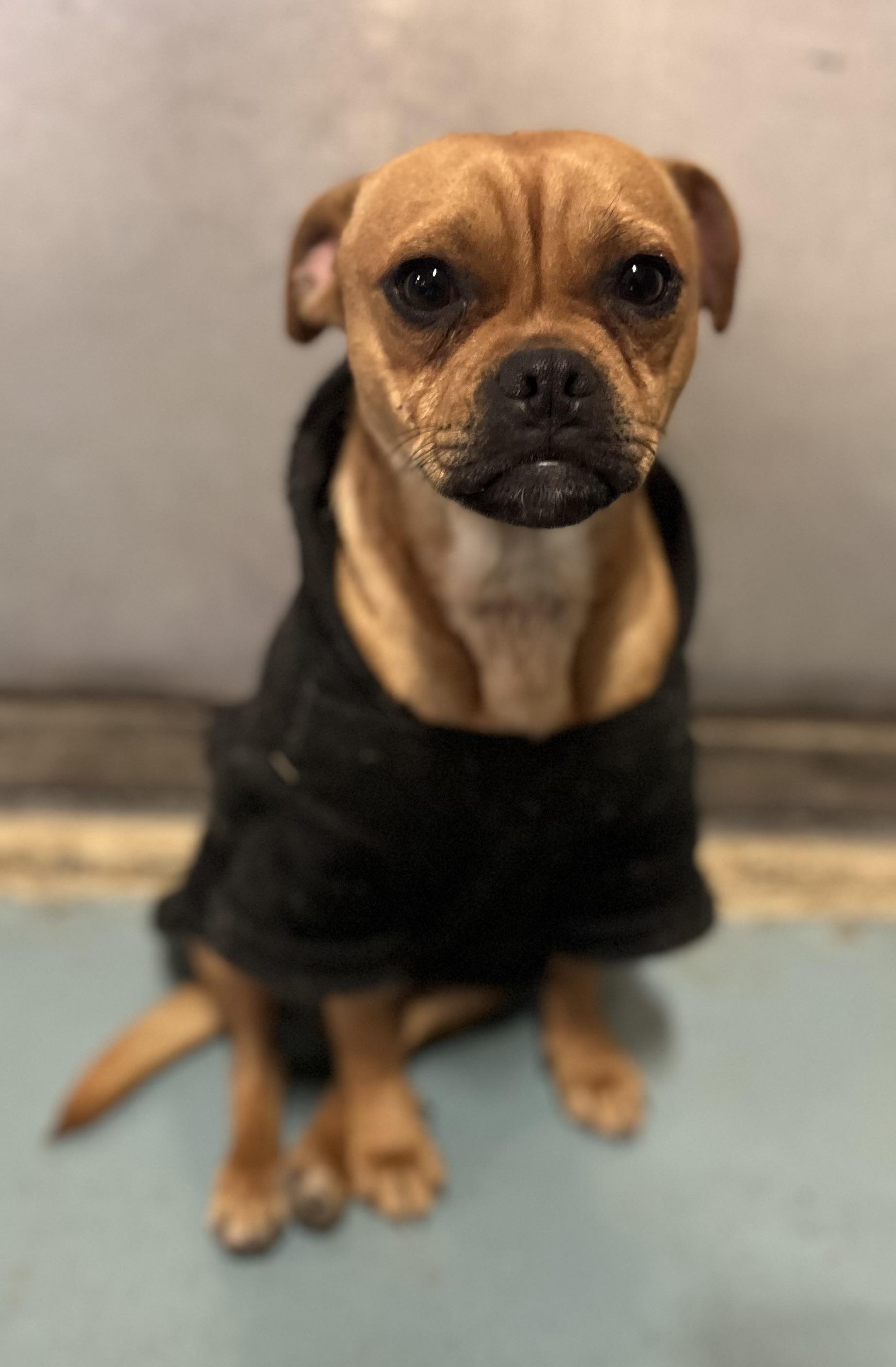 Hopper - Adoptable Pet | Petfinder | Petfinder
