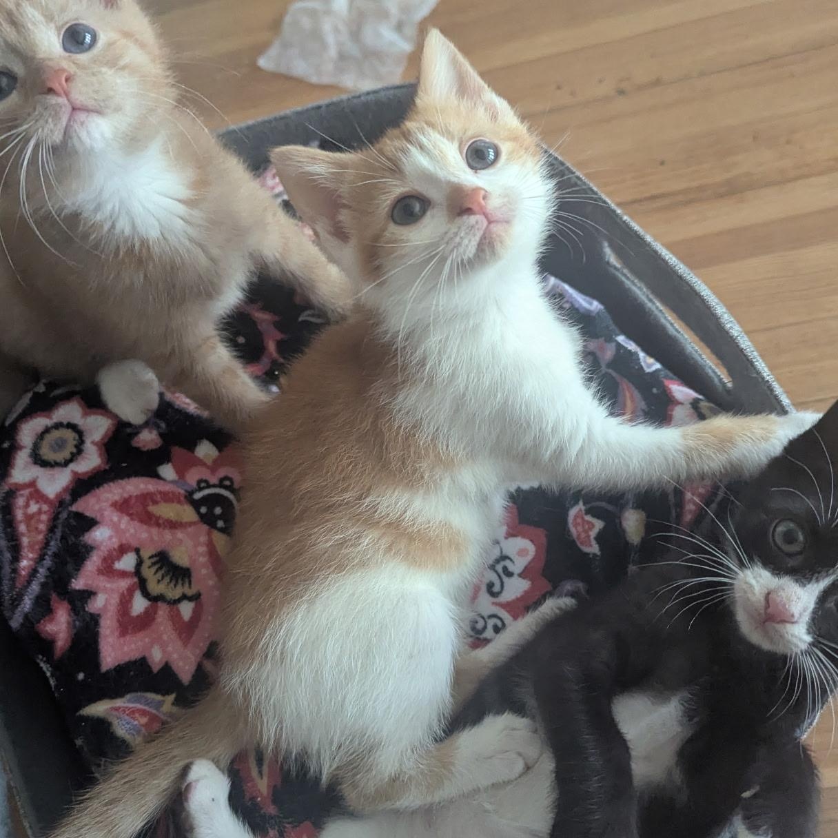 Cat for adoption - Cornbread, a Domestic Short Hair in LITTLE MOUNTAIN ...