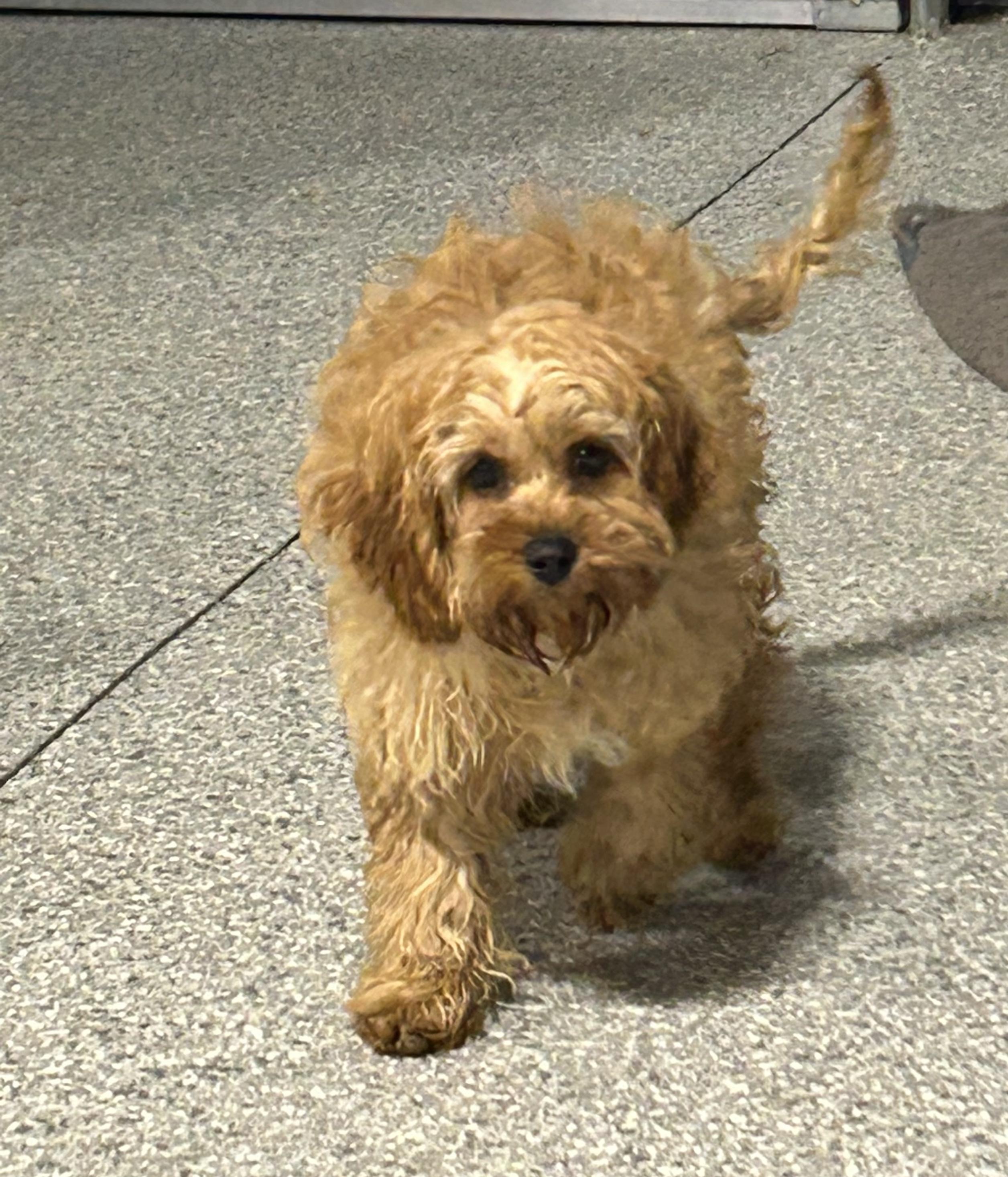 Dog for adoption - Chill Cowboy the Cavapoo, a Cavapoo in Antwerp, OH ...