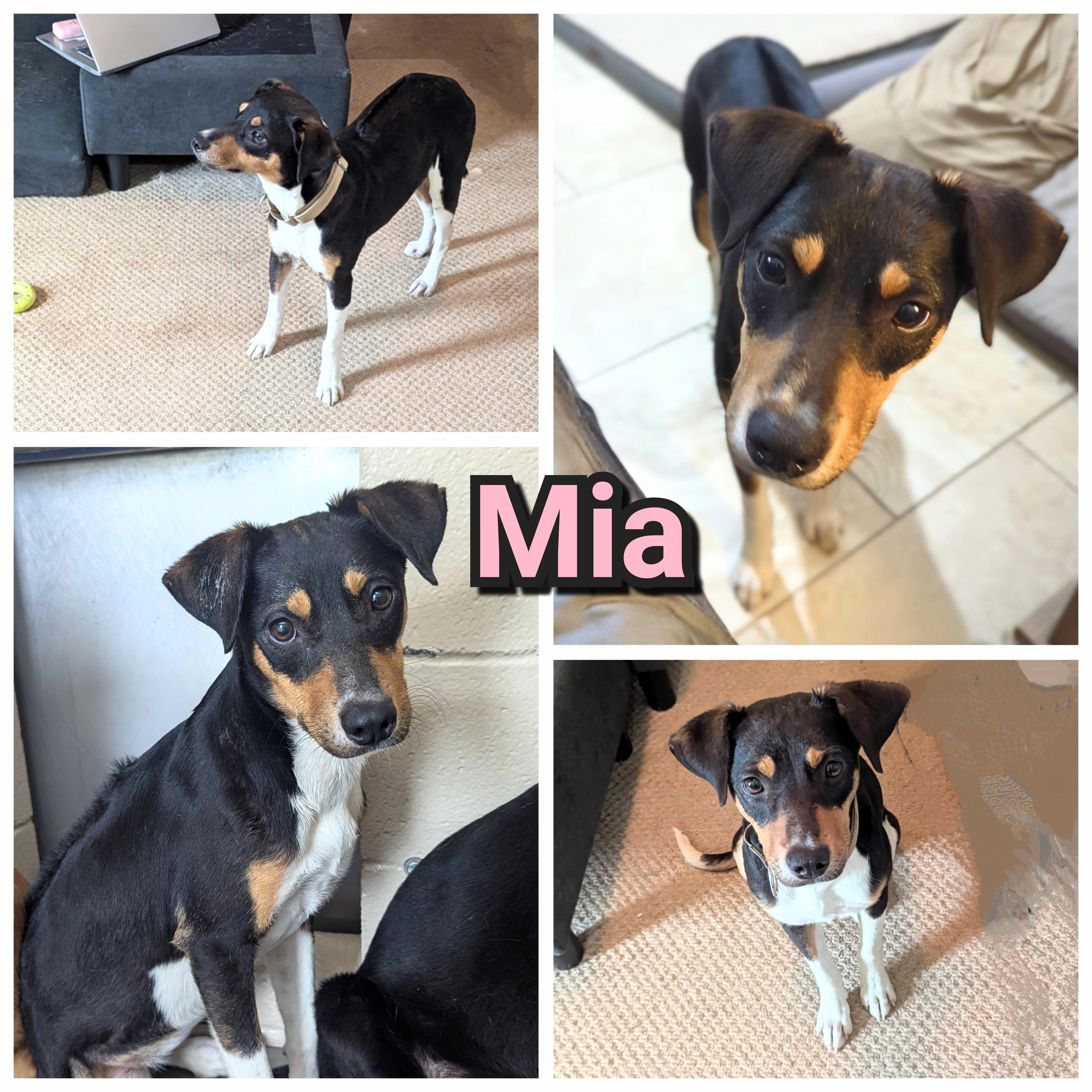 Dog for adoption - Mia, a Rhodesian Ridgeback & Terrier Mix in ...
