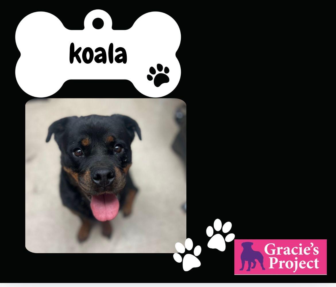 Dog for adoption - Koala, a Rottweiler in Chicago, IL | Petfinder