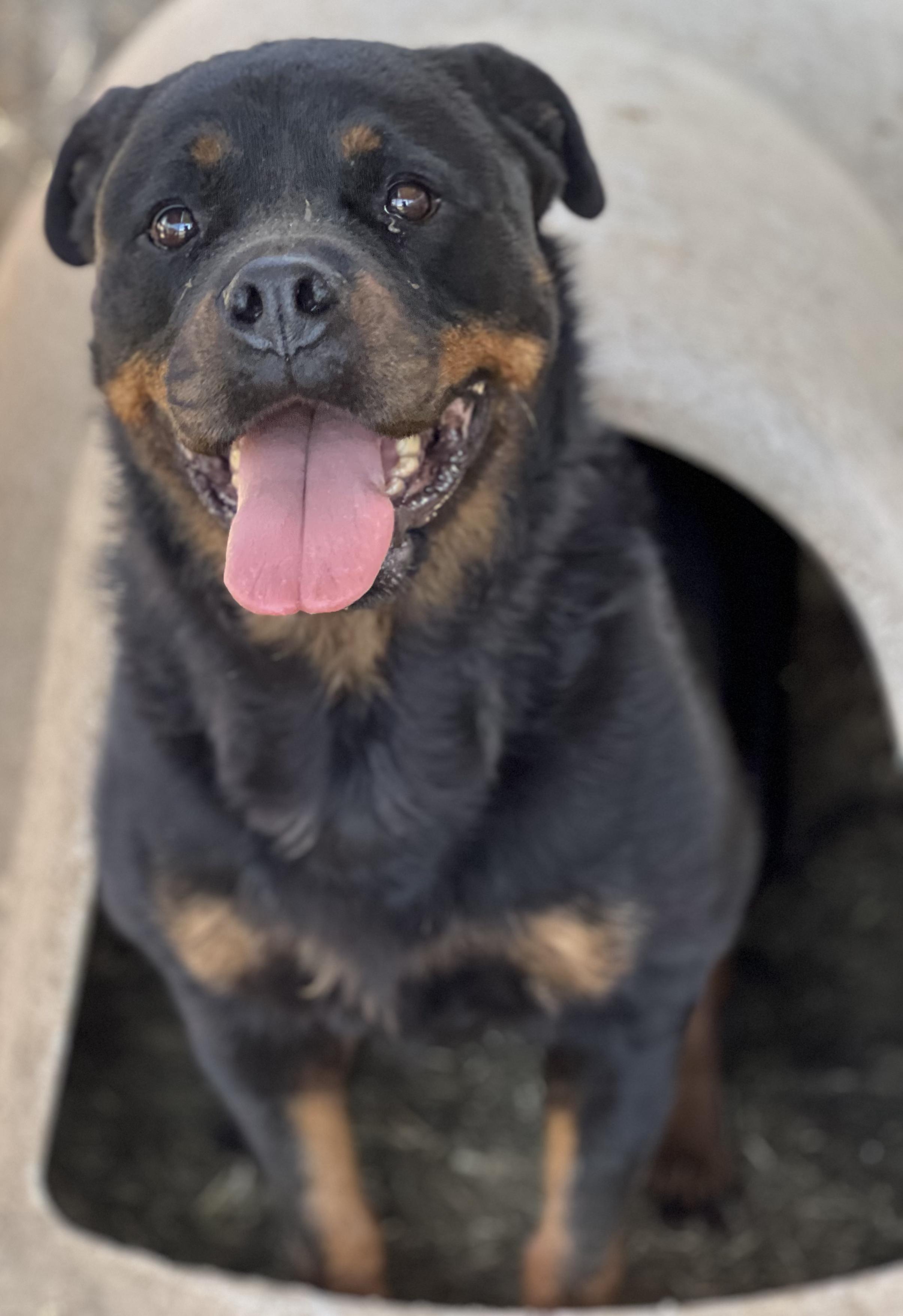 Dog for adoption - Koala, a Rottweiler in Chicago, IL | Petfinder