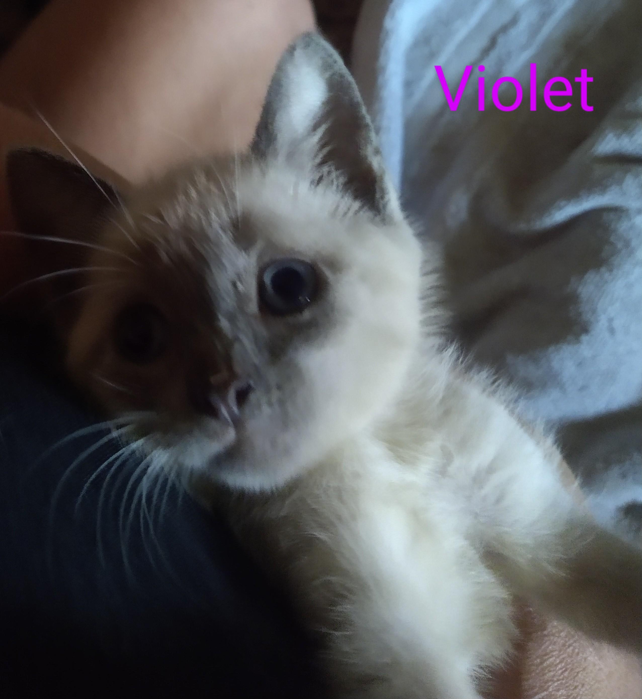 Cat for adoption - Violet, a Siamese in Fair Oaks, IN | Petfinder