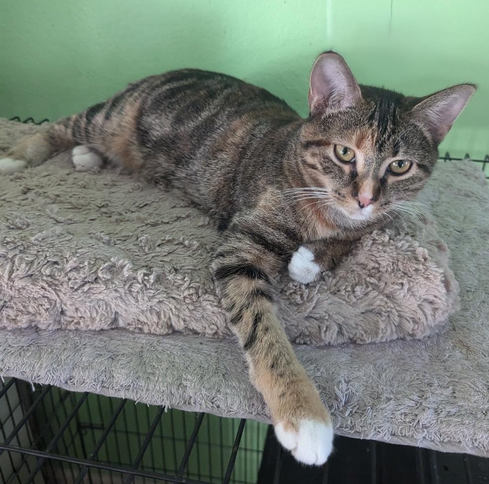 Cat for adoption - EDWINA - SNUGGLY TORBIE LAP KITTY, a Torbie ...