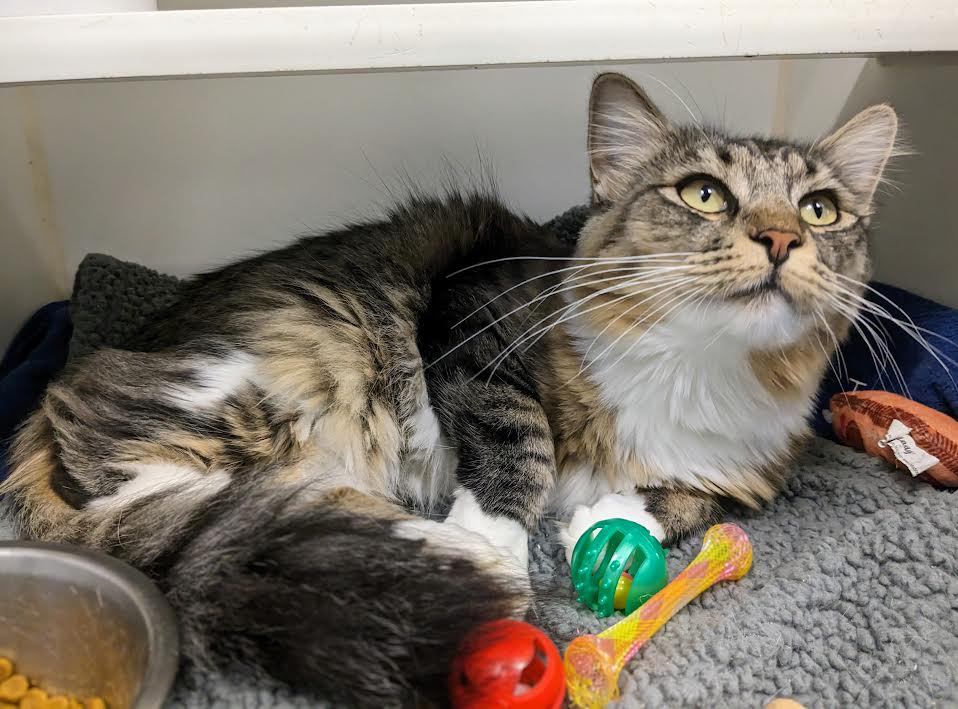 ADOPT - Whatcom Humane Society