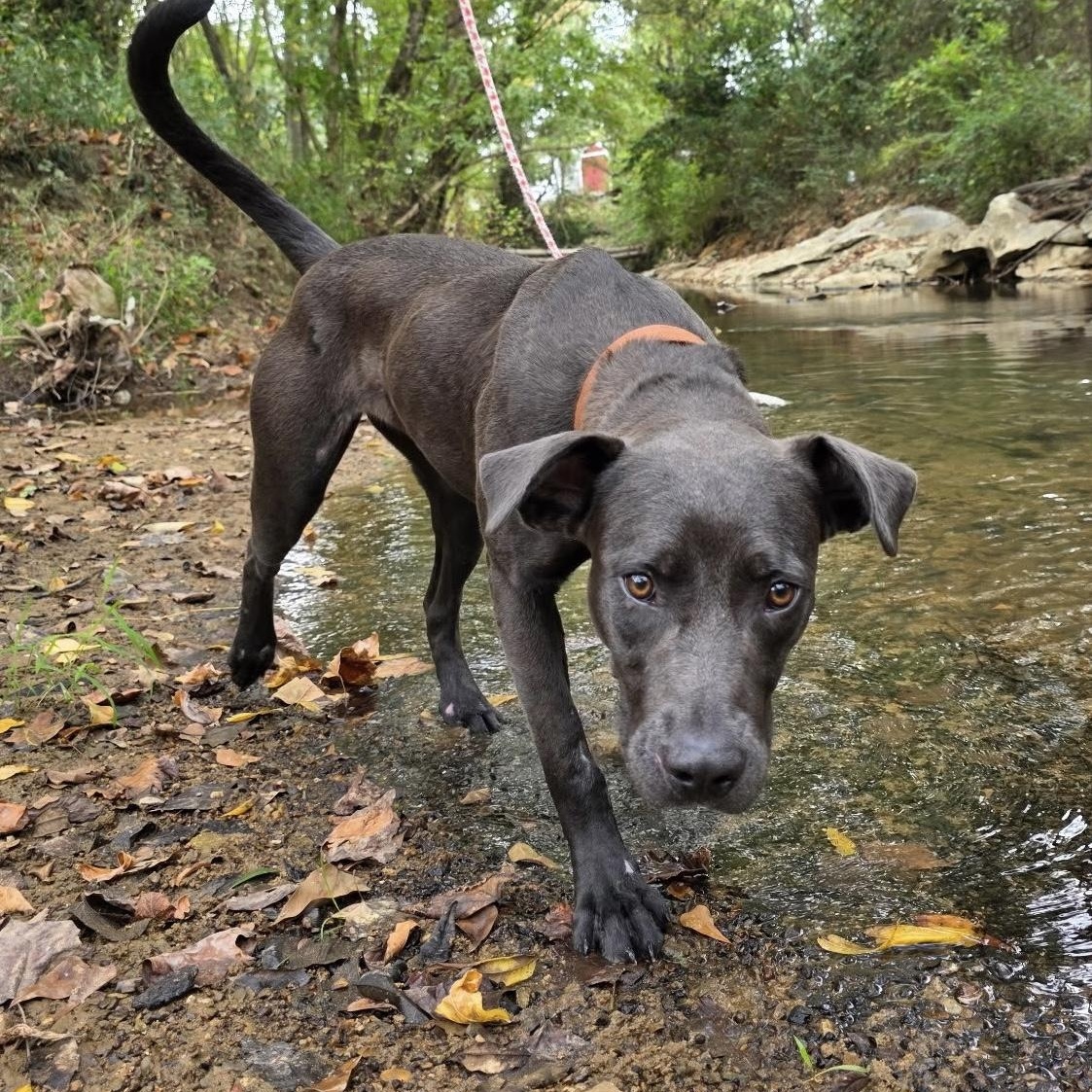 Dog for adoption - Powder, a Labrador Retriever Mix in Quakertown , PA ...