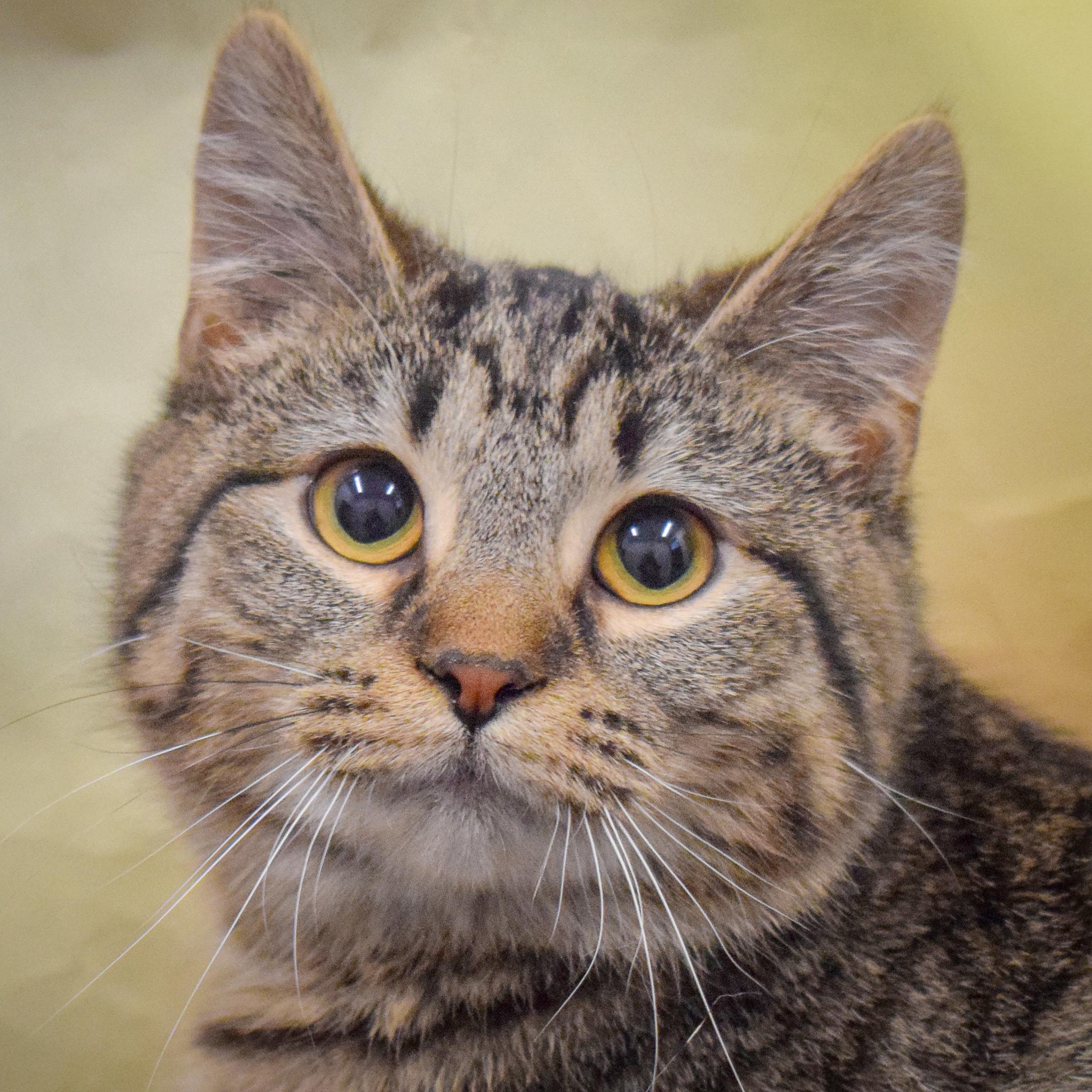 Cat for adoption - Matilda, a Tabby & Domestic Short Hair Mix in Huntley, IL | Petfinder