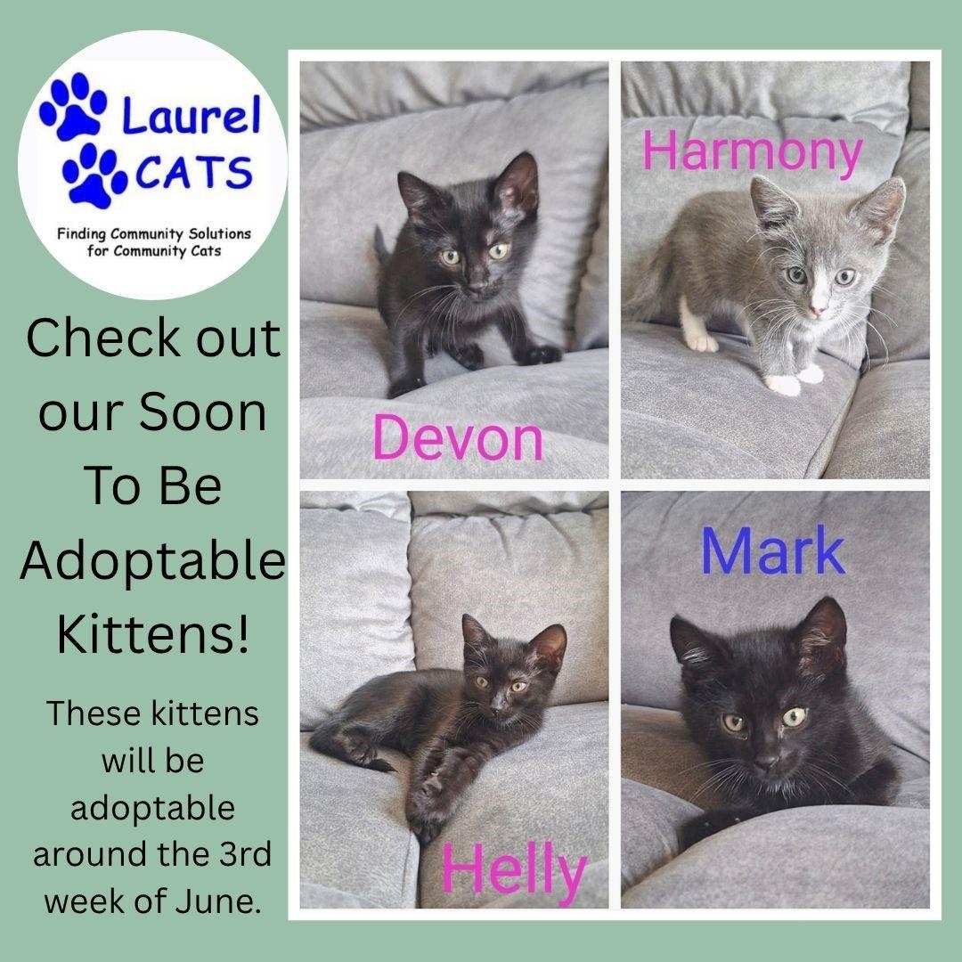 Cat for adoption - Our Professor Kittens-They'll be Ready for Forever ...