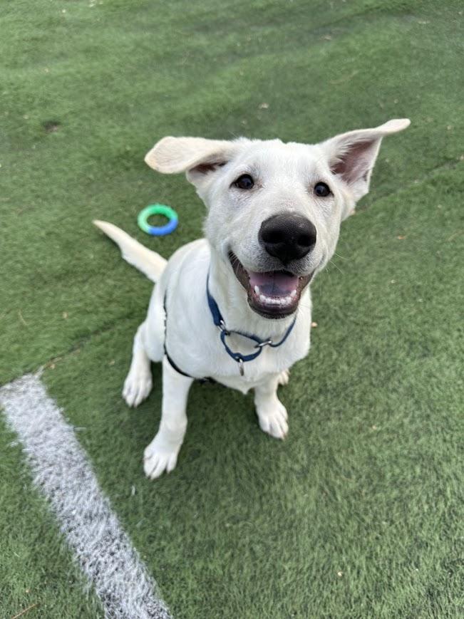 Dog for adoption - Tumbleweed, a Mixed Breed in Ocean View, NJ | Petfinder