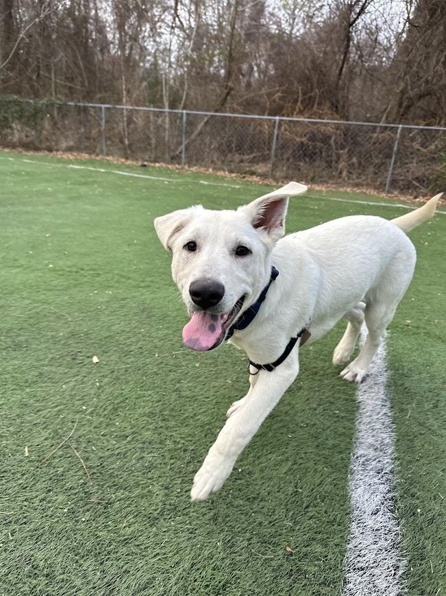 Dog for adoption - Tumbleweed, a Mixed Breed in Ocean View, NJ | Petfinder