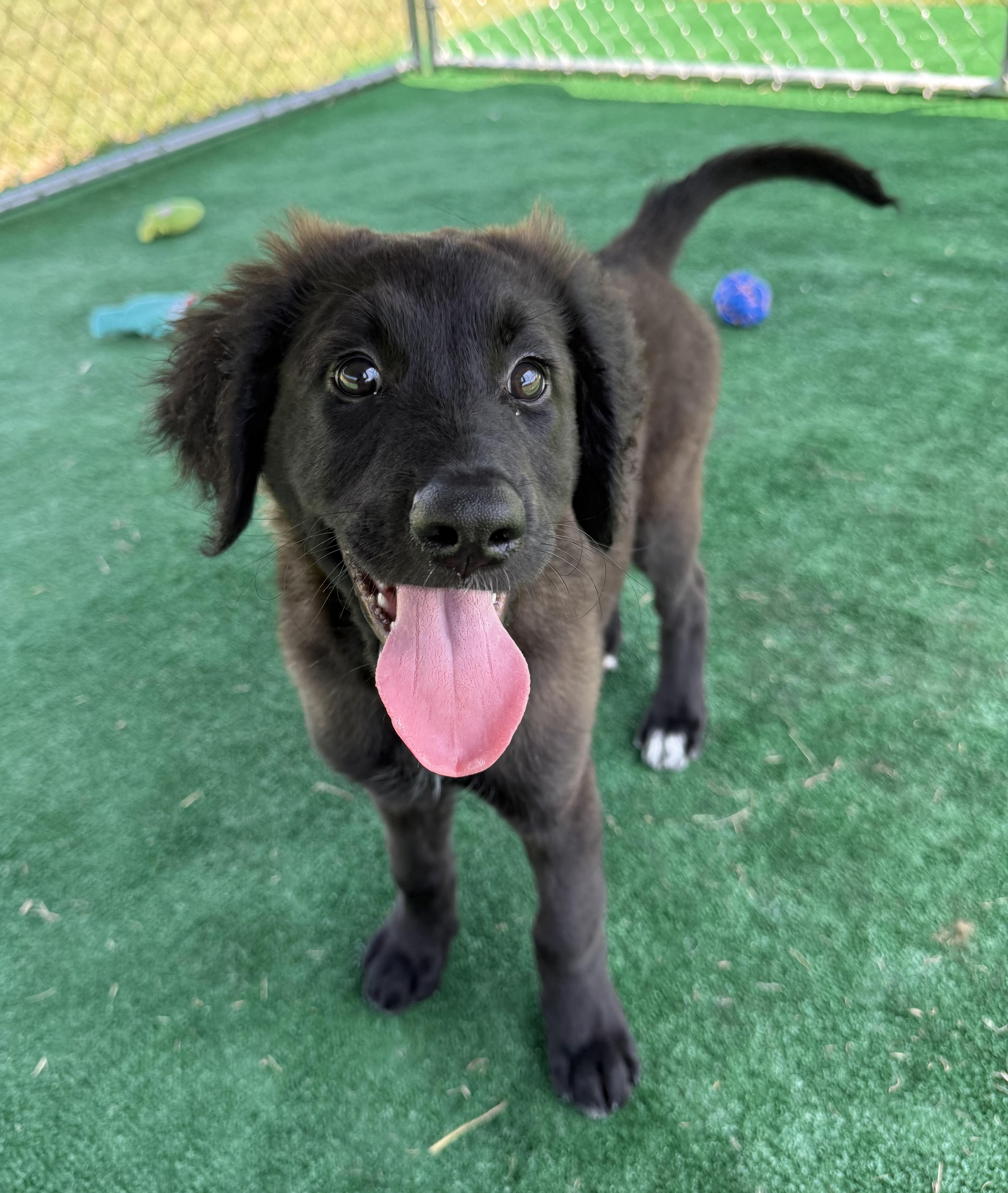 Dog for adoption - Ditto, a Flat-Coated Retriever Mix in Denver, CO ...