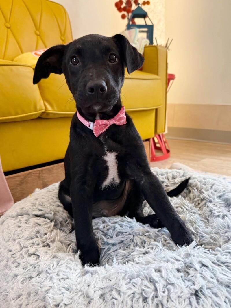 Dog for adoption - Saba Sushi, a Labrador Retriever & German Shepherd ...