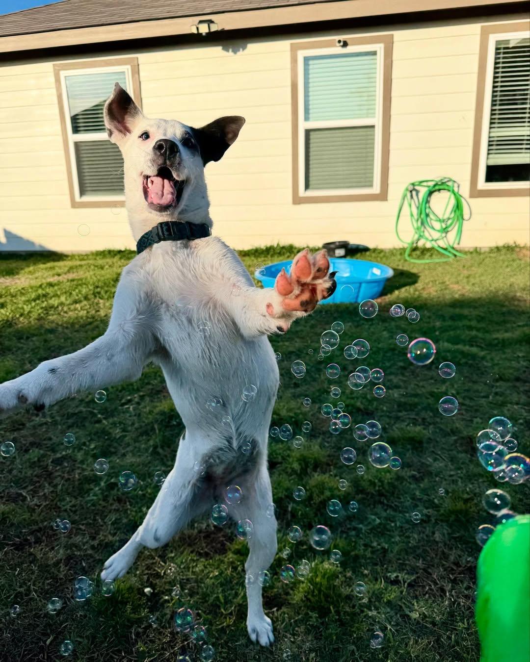 Dog for adoption - Winnie, a Cattle Dog Mix in Des Moines, WA | Petfinder