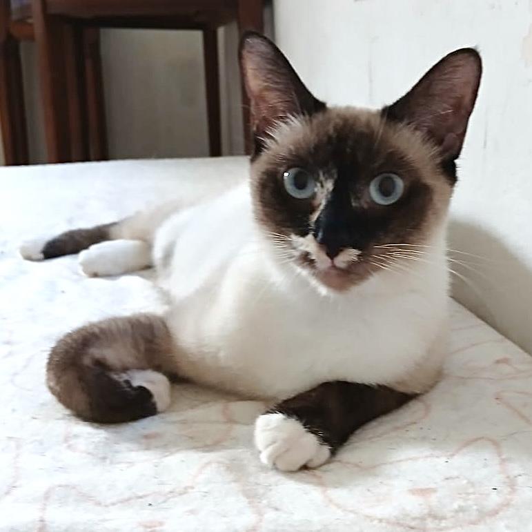 Cat for adoption - Dakota, a Siamese in Brattleboro , VT | Petfinder