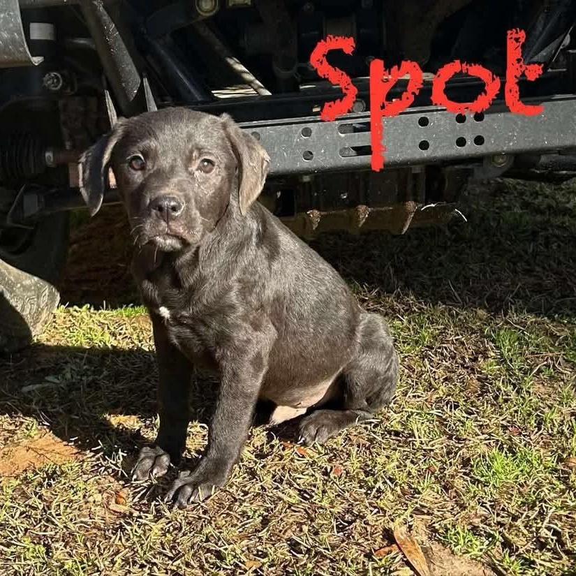 Dog for adoption - Spot, a Labrador Retriever Mix in Westport, MA ...