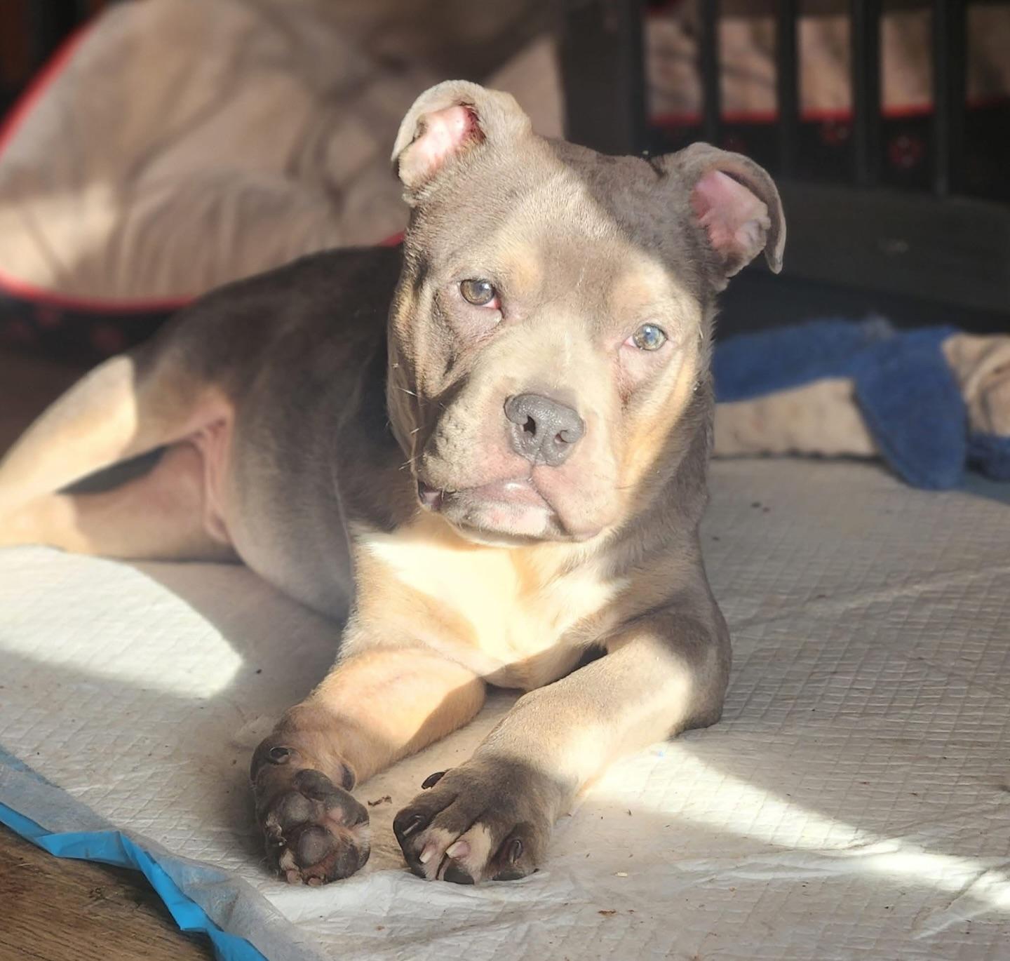 Dog for adoption - Bogey, an American Bully in Niles, IL | Petfinder