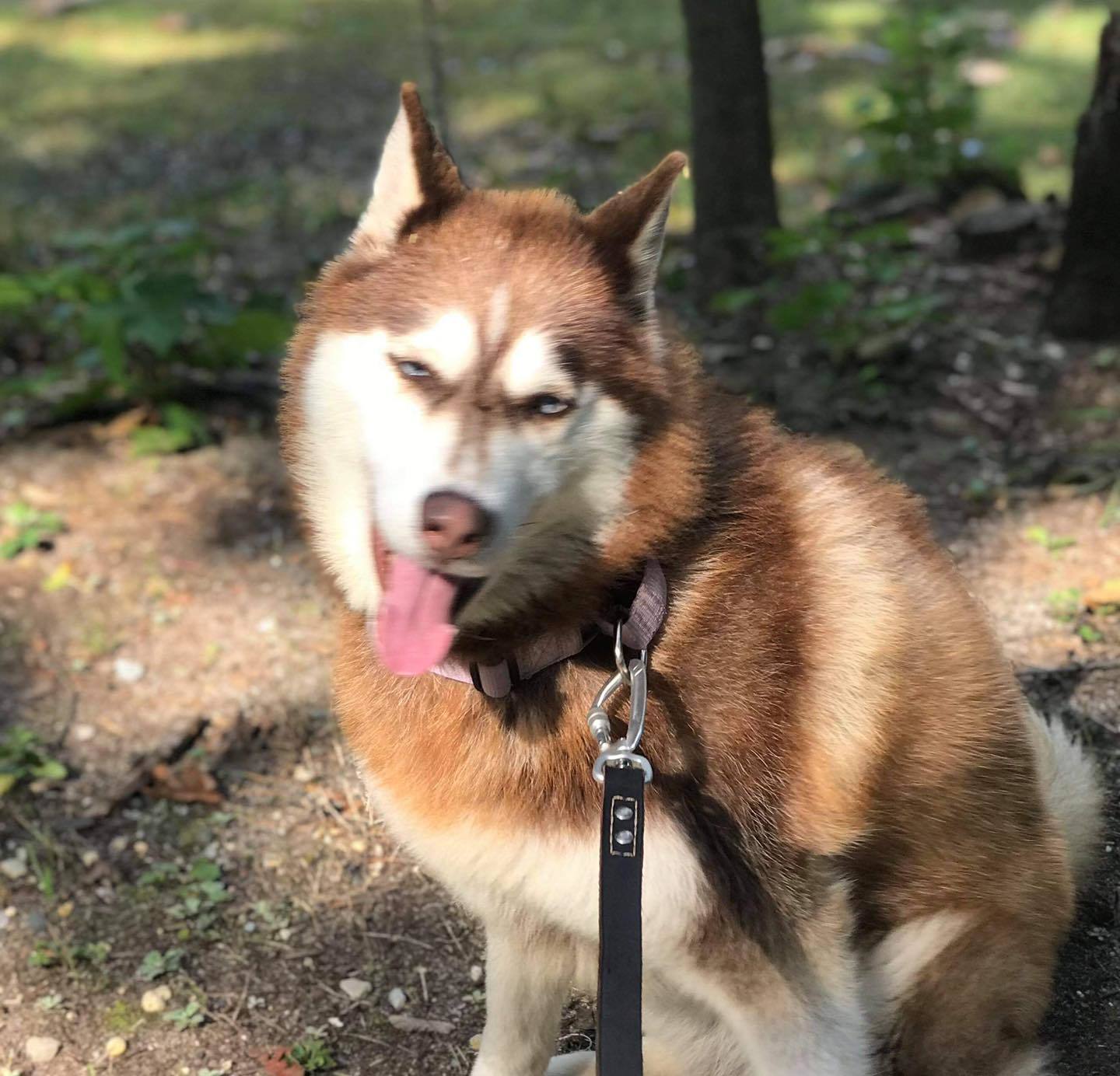 Dog for adoption - Piper, a Siberian Husky & Husky Mix in North Haledon ...