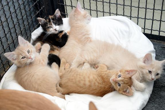 Cat for adoption - Marigold's Kittens (x5), a Tabby in Fort Leavenworth ...