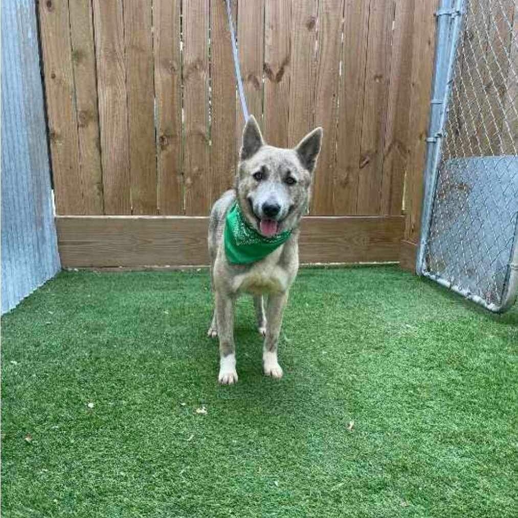 Dog for adoption - Beaumont, a German Shepherd Dog in Abbotsford, BC ...