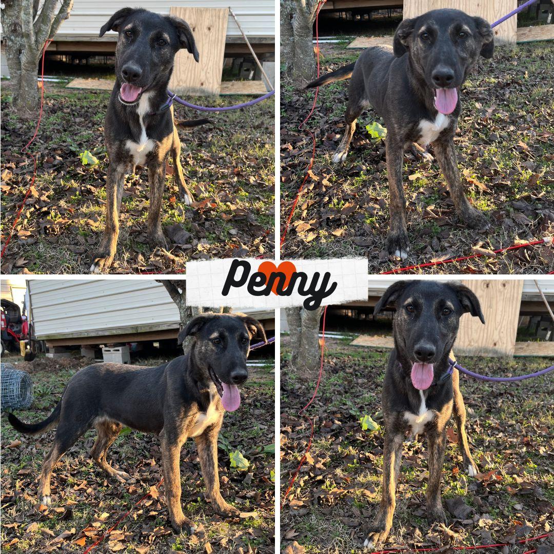 Dog for adoption - Penny, a Shepherd & Belgian Shepherd / Malinois Mix ...