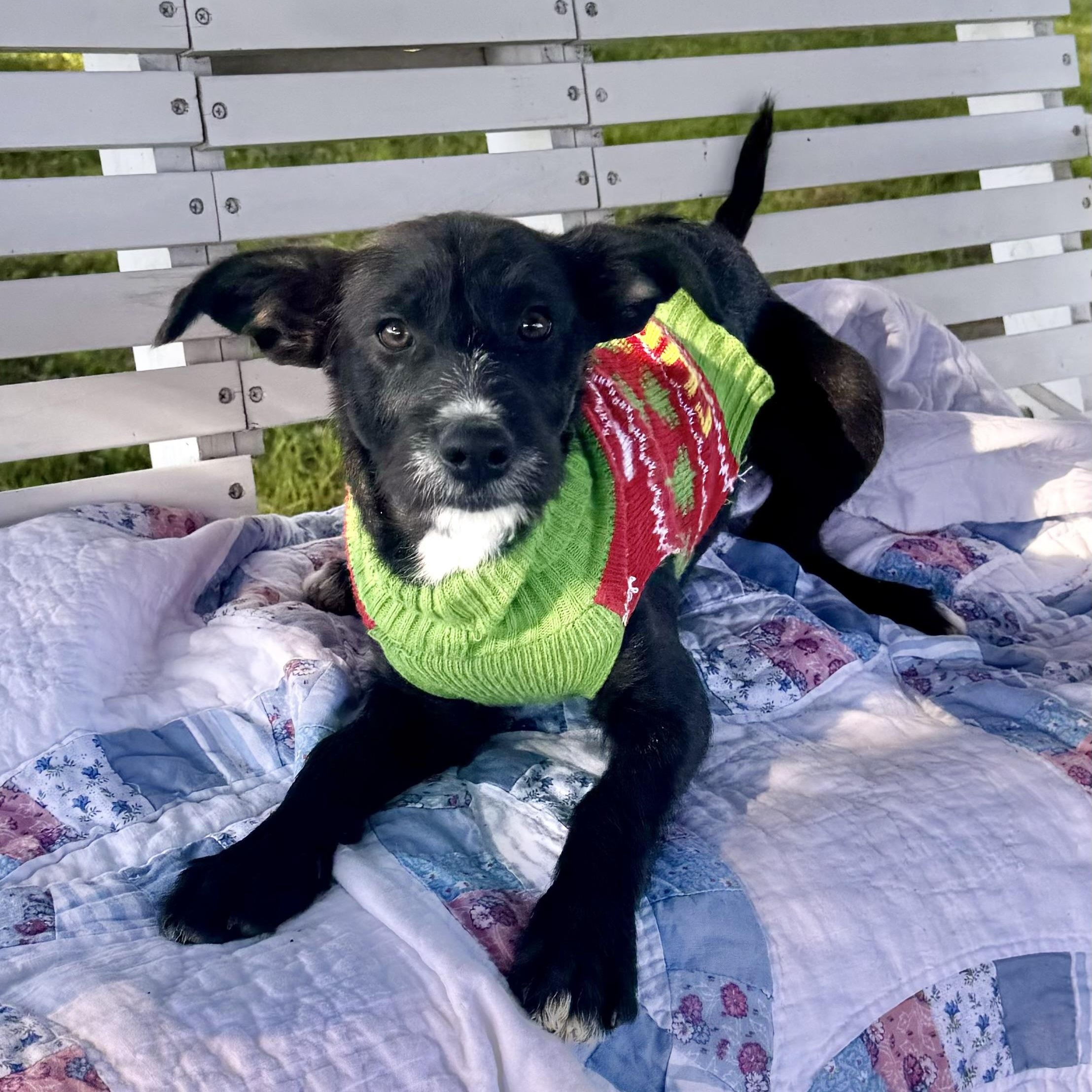 Dog for adoption - SHADOW (SWEET, AFFECTIONATE, ADORABLE PUPPY) (MOM IS 35 LB BORDER TERRIER ...