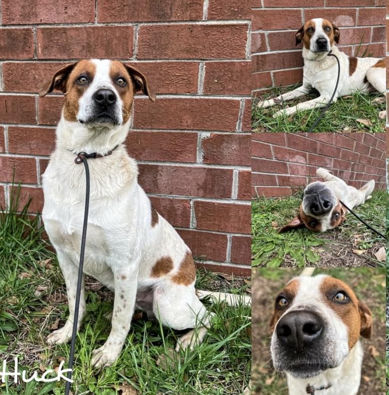 Dog for adoption - Huck, an English Pointer Mix in Farmington, CT | Petfinder