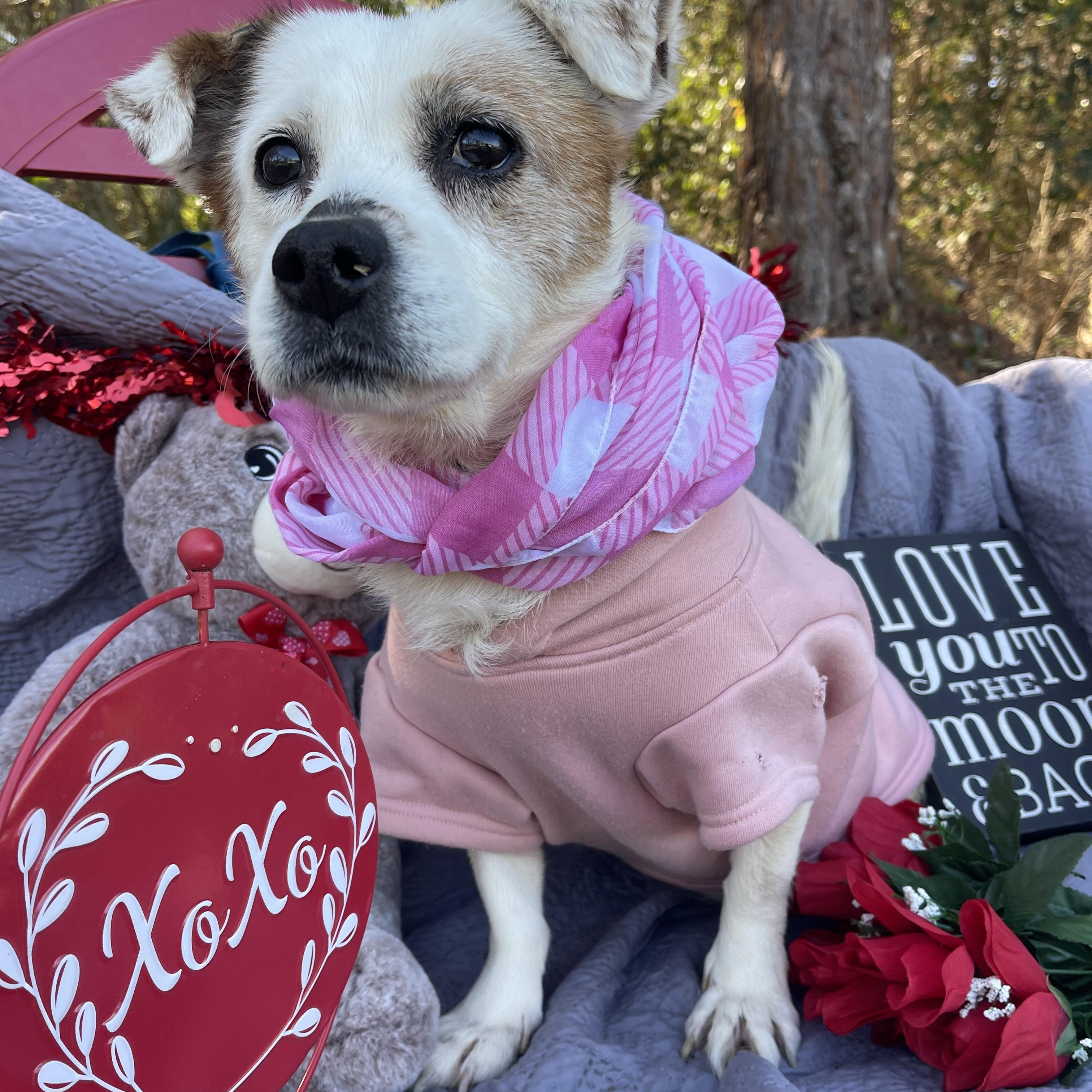 Lexis - Adoptable Pet | Petfinder | Petfinder