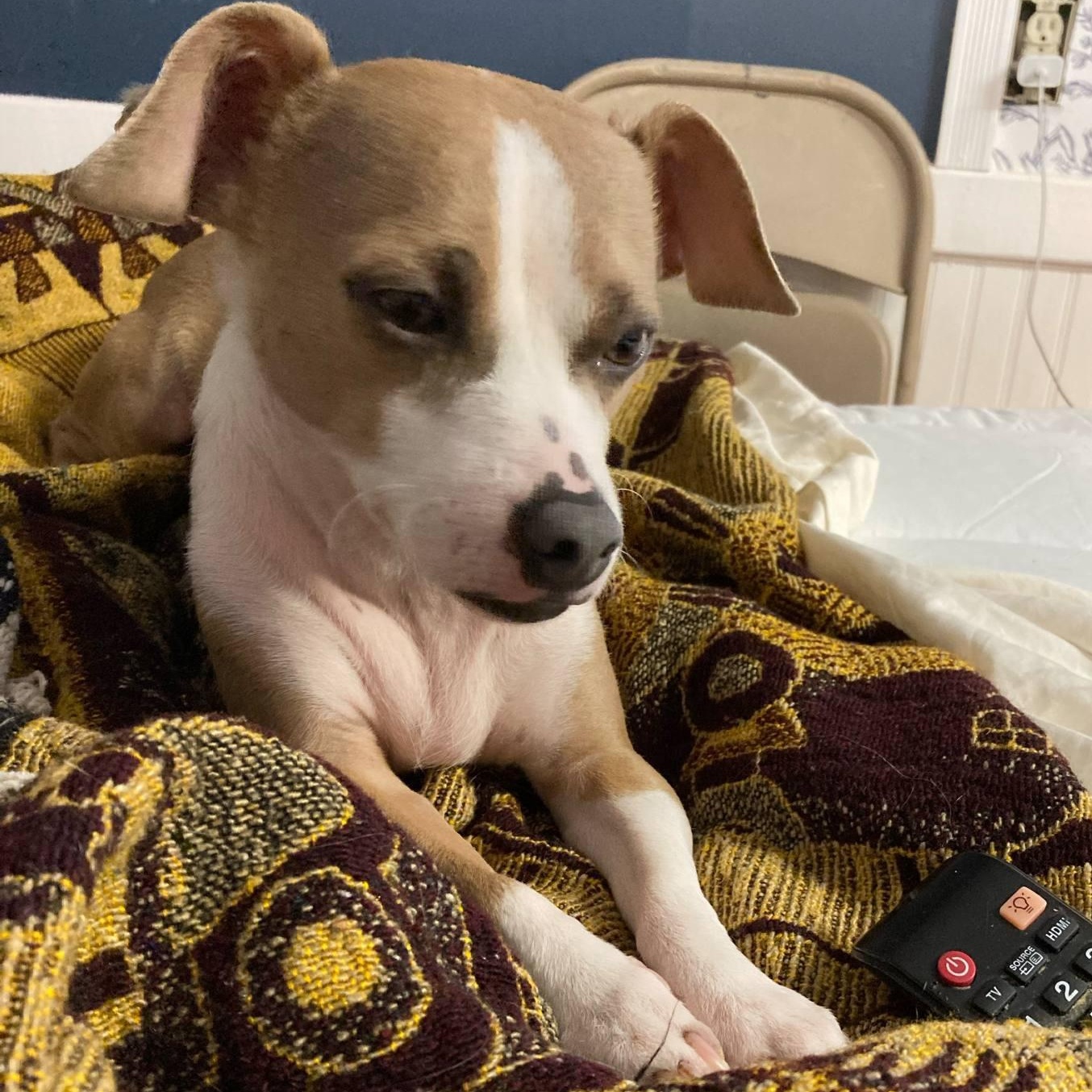 Dog for adoption - Beaux, a Chihuahua & Jack Russell Terrier Mix in ...