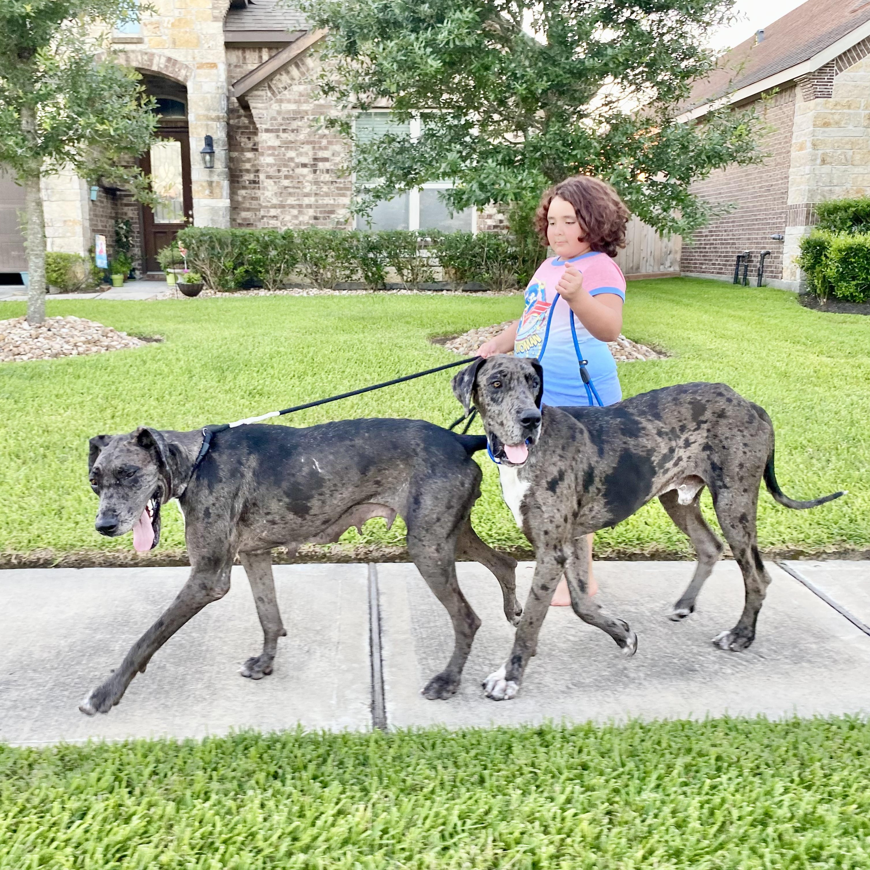 Dog for adoption - Kain+Becca, a Great Dane in Johnston, RI | Petfinder