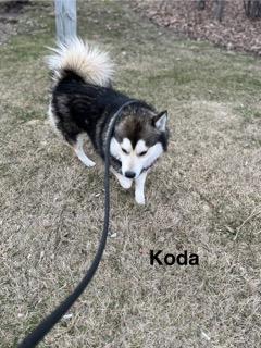 Dog for adoption - Koda/Dan, a Siberian Husky Mix in Charlotte, NC ...