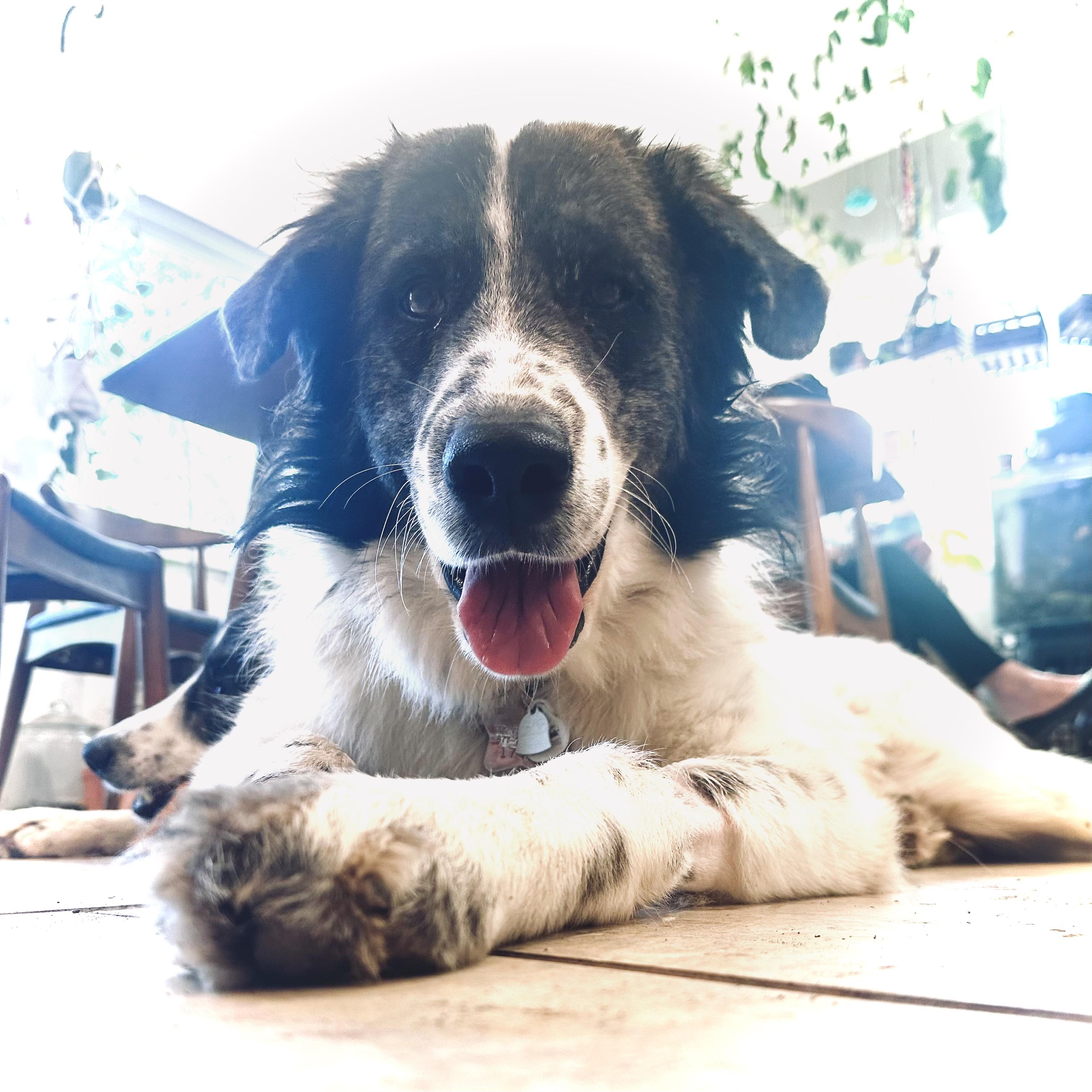 Tucker SAT - Adoptable Pet | Petfinder | Petfinder